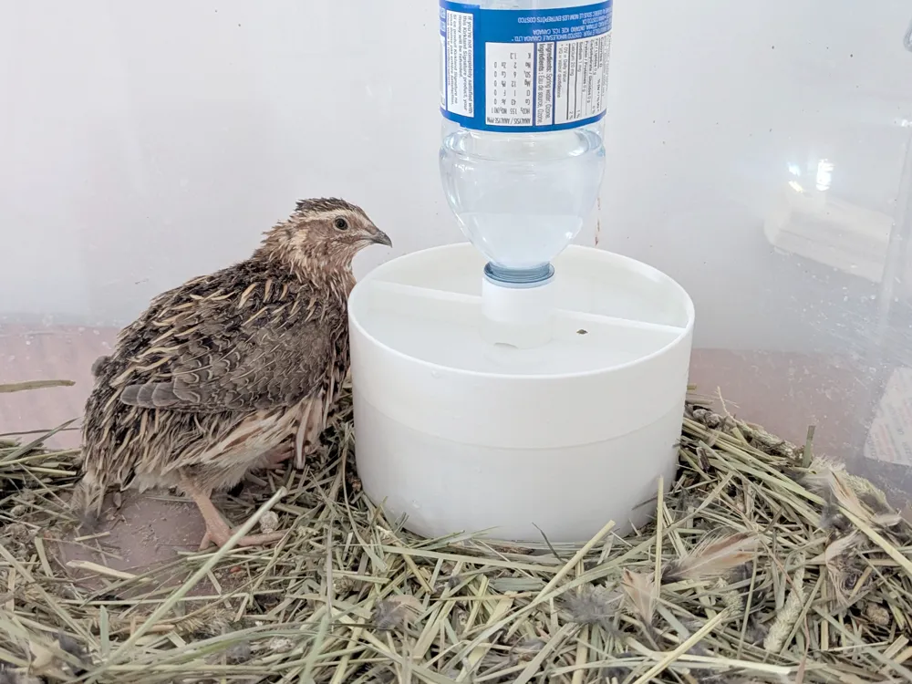 Adult Quail and Chick Water Feeder for bottle - Free 3D Print Model ...