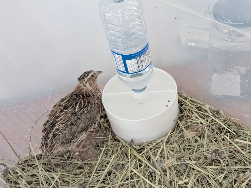 Adult Quail and Chick Water Feeder for bottle - Free 3D Print Model ...