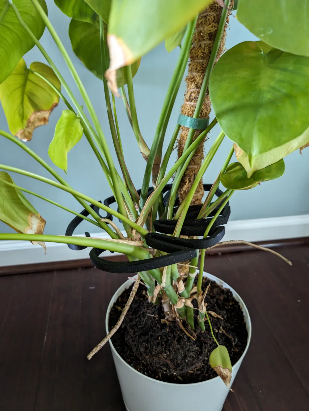 V2 Monstera Plant support in leaf shape by black0utow - MakerWorld