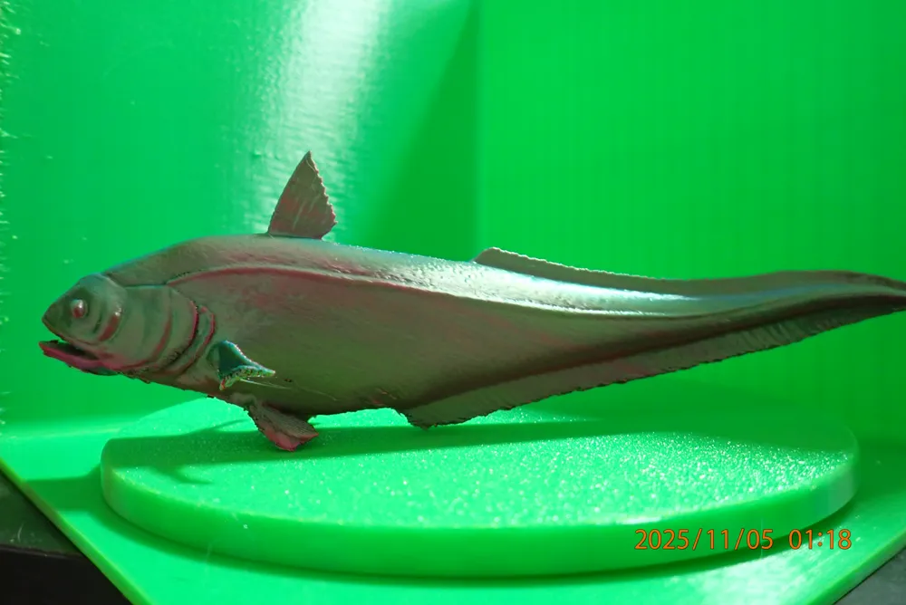 Giant Rattail Fish (Albatrossia pectoralis) by PortMatt MakerWorld ...