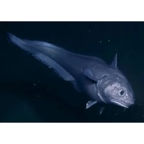 Giant Rattail Fish (Albatrossia pectoralis) by PortMatt MakerWorld ...