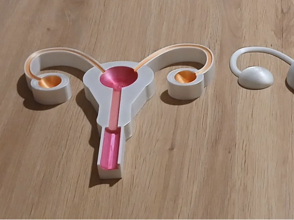 female reproductive system vagina - Free 3D Print Model - MakerWorld