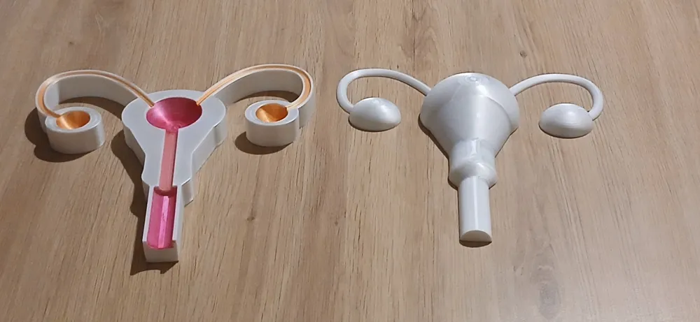 female reproductive system vagina - Free 3D Print Model - MakerWorld