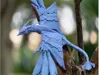 Avatar Ikran - Free 3D Print Model - MakerWorld