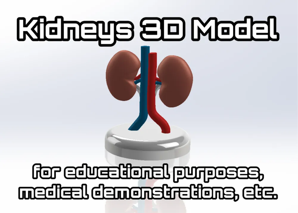 Kidneys - Biological Model by Moria3DPStudio MakerWorld: Download Free ...