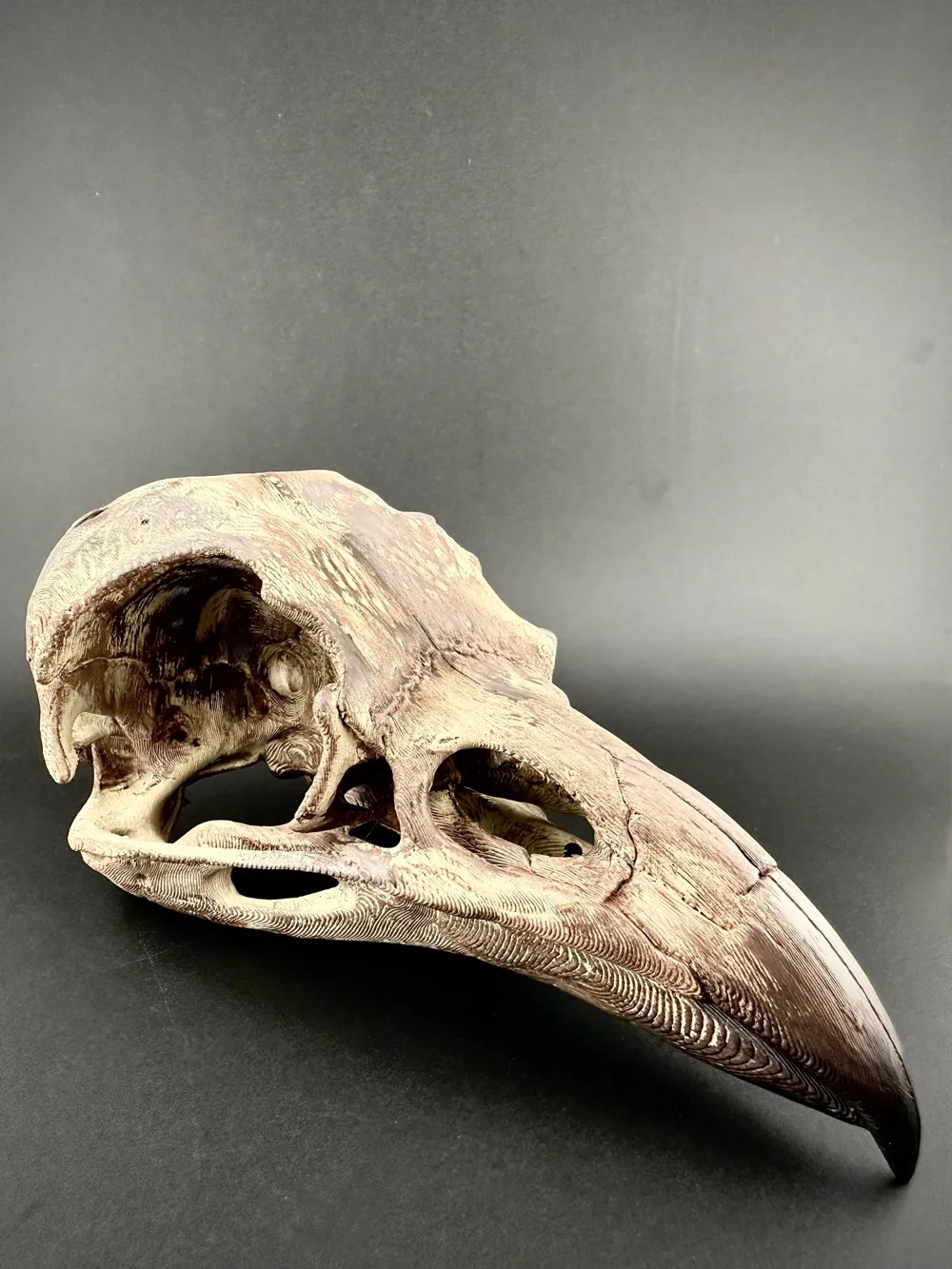 crow scull - Free 3D Print Model - MakerWorld