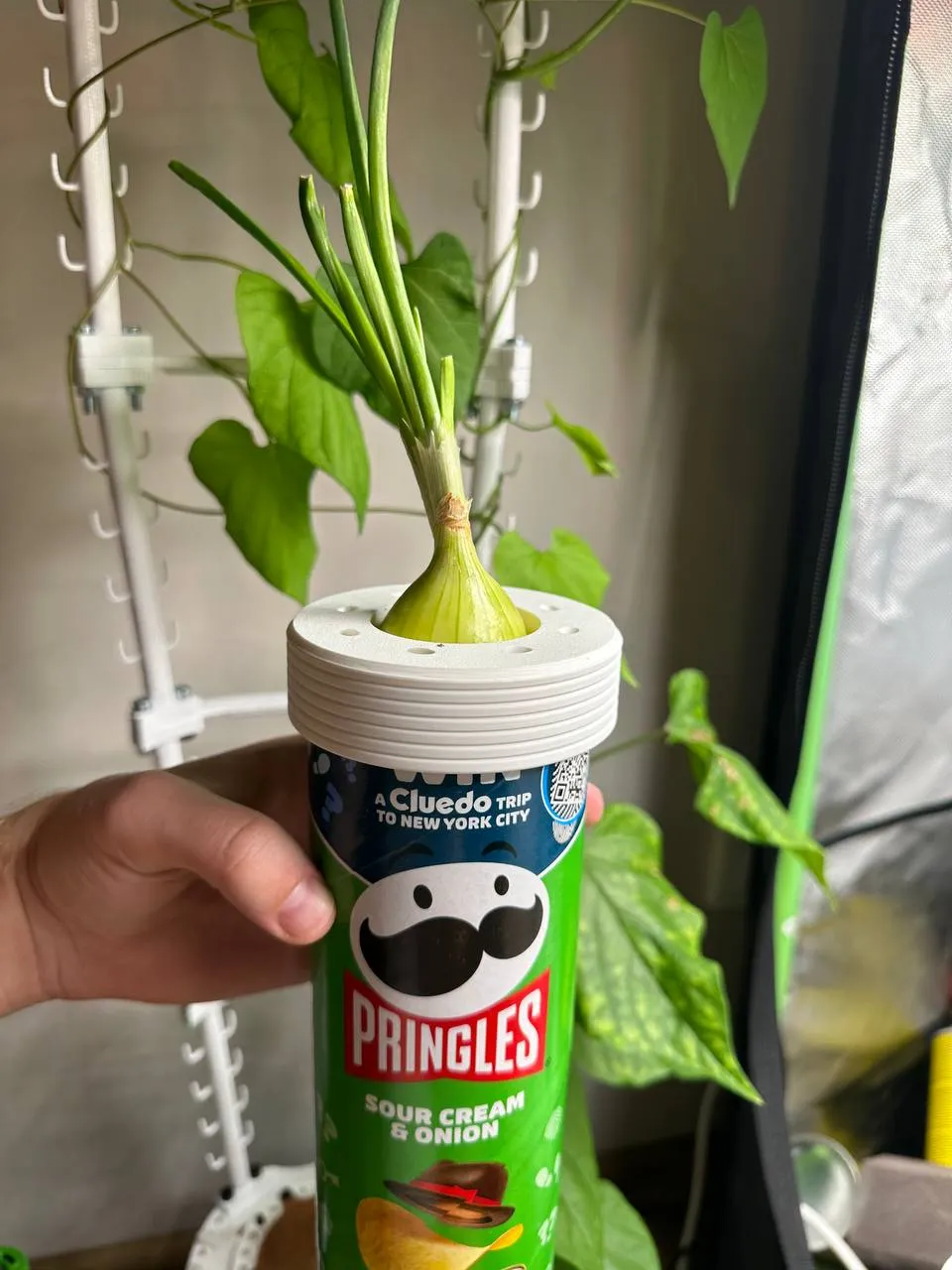Pringles kratky adapter netpot onion by Hydro Grower - MakerWorld