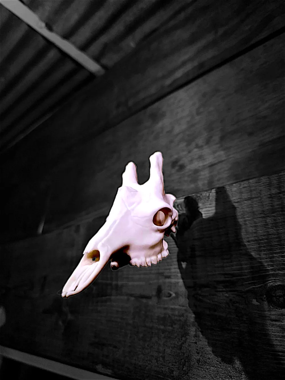 Giraffe Skull by DTM247 MakerWorld: Download Free 3D Models