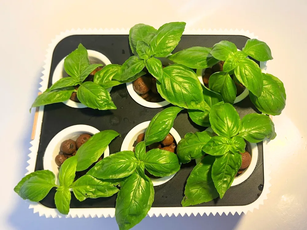 Hydroponic planter by MHOOFS MakerWorld: Download Free 3D Models