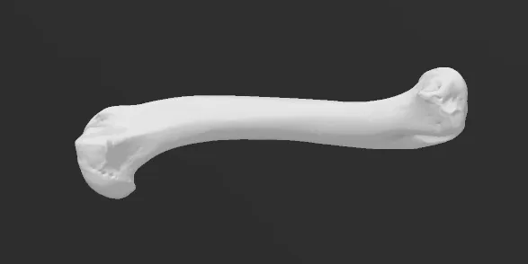 Dog Humerus 3D Scan by SolarTim - MakerWorld