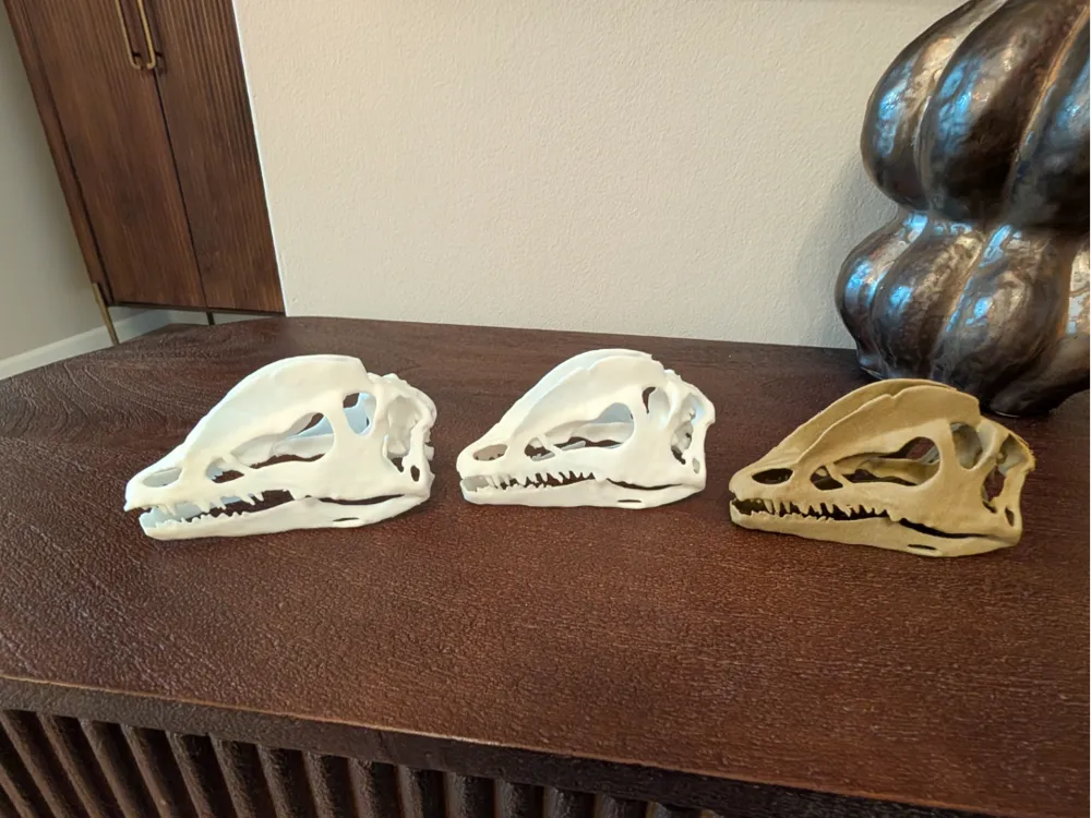 Dinosaur Dilophosaurus Skull by Garsoncreative - MakerWorld