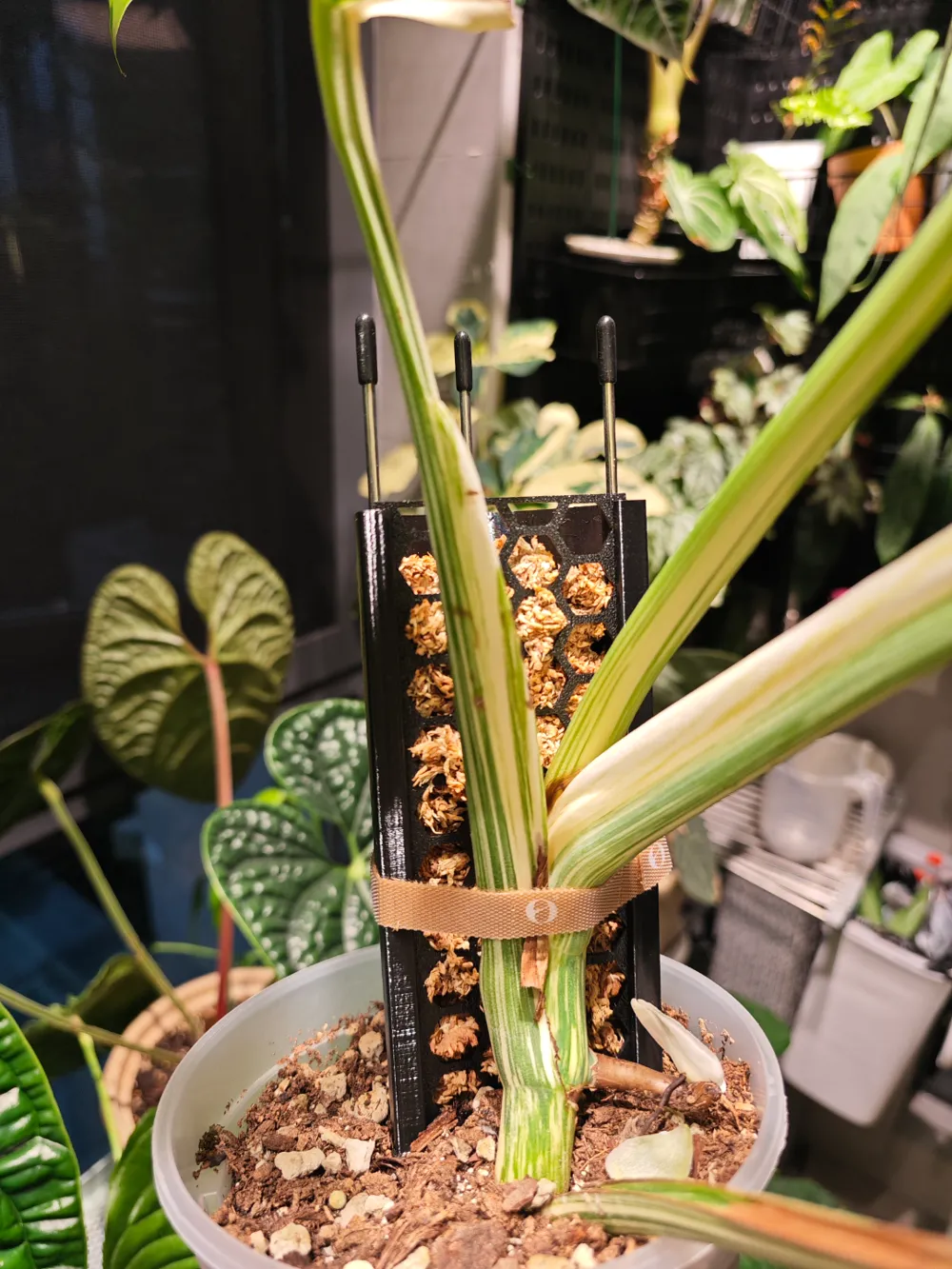 Climbing Plant Moss Pole Modular & Detachable Stainless Steel Bars for ...