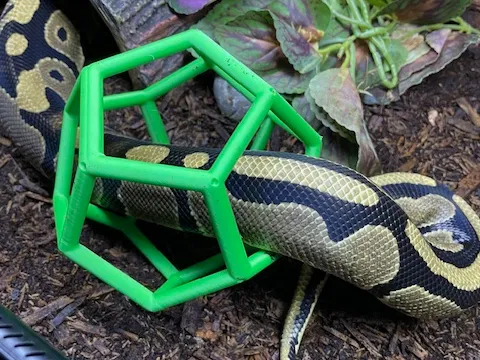 Dodecahedron Snake Enrichment Toy - Free 3D Print Model - MakerWorld