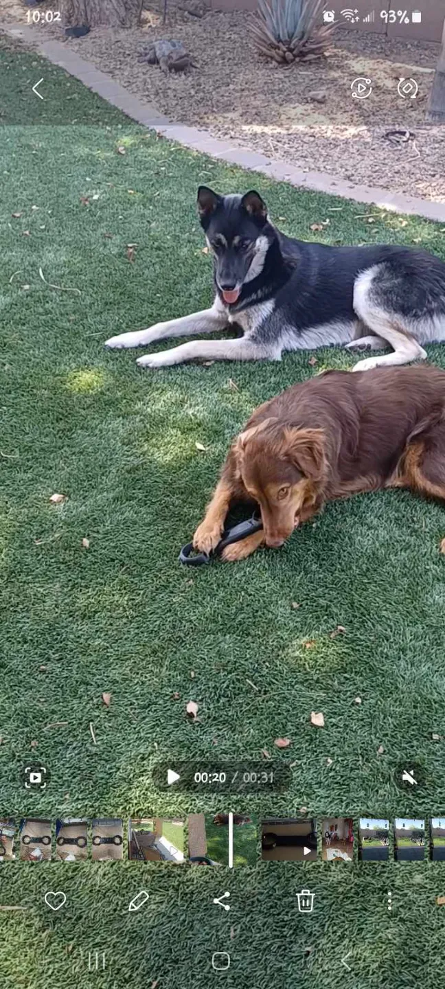TPU Dog Chew Toy Tug - Free 3D Print Model - MakerWorld