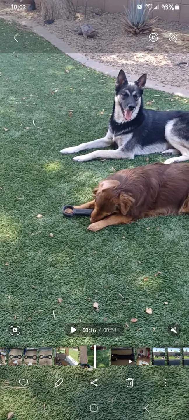 TPU Dog Chew Toy Tug - Free 3D Print Model - MakerWorld