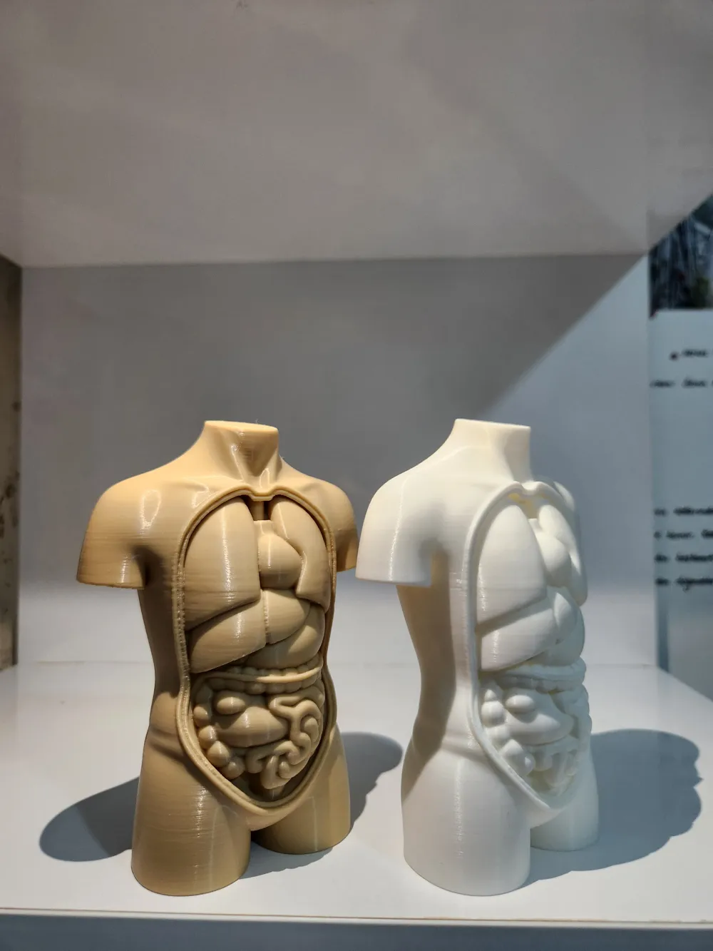 Human torso anatomy - Free 3D Print Model - MakerWorld
