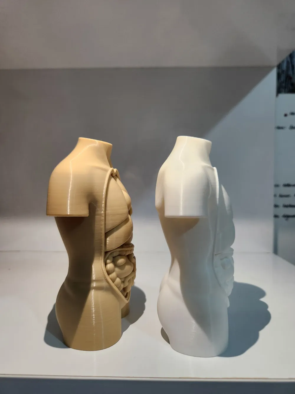 Human torso anatomy - Free 3D Print Model - MakerWorld