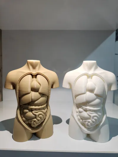 Human torso anatomy - Free 3D Print Model - MakerWorld