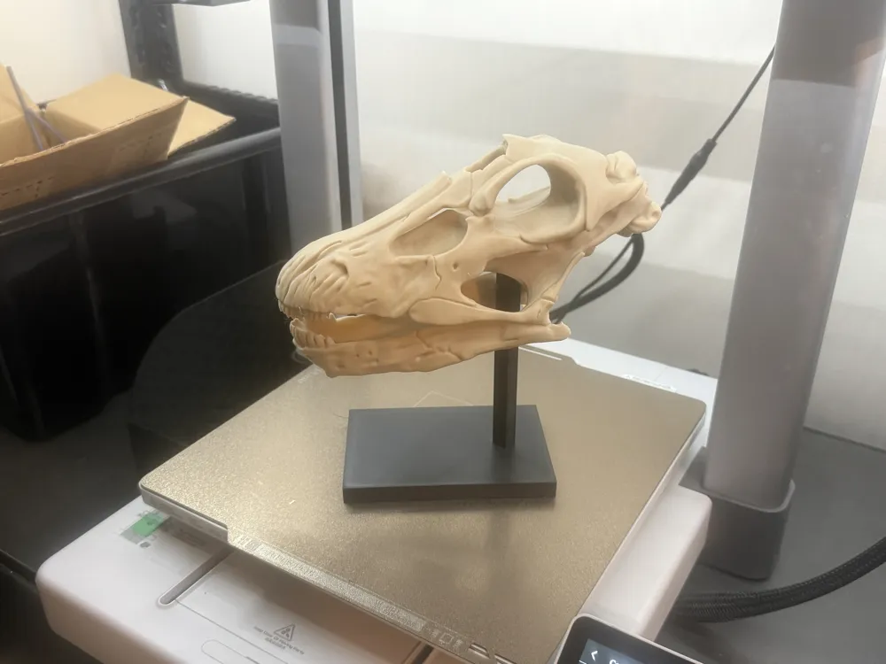 Apatosaurus / Brontosaurus Skull Replica + Stand - Free 3D Print Model ...
