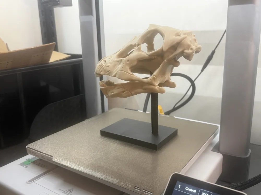 Apatosaurus / Brontosaurus Skull Replica + Stand - Free 3D Print Model ...