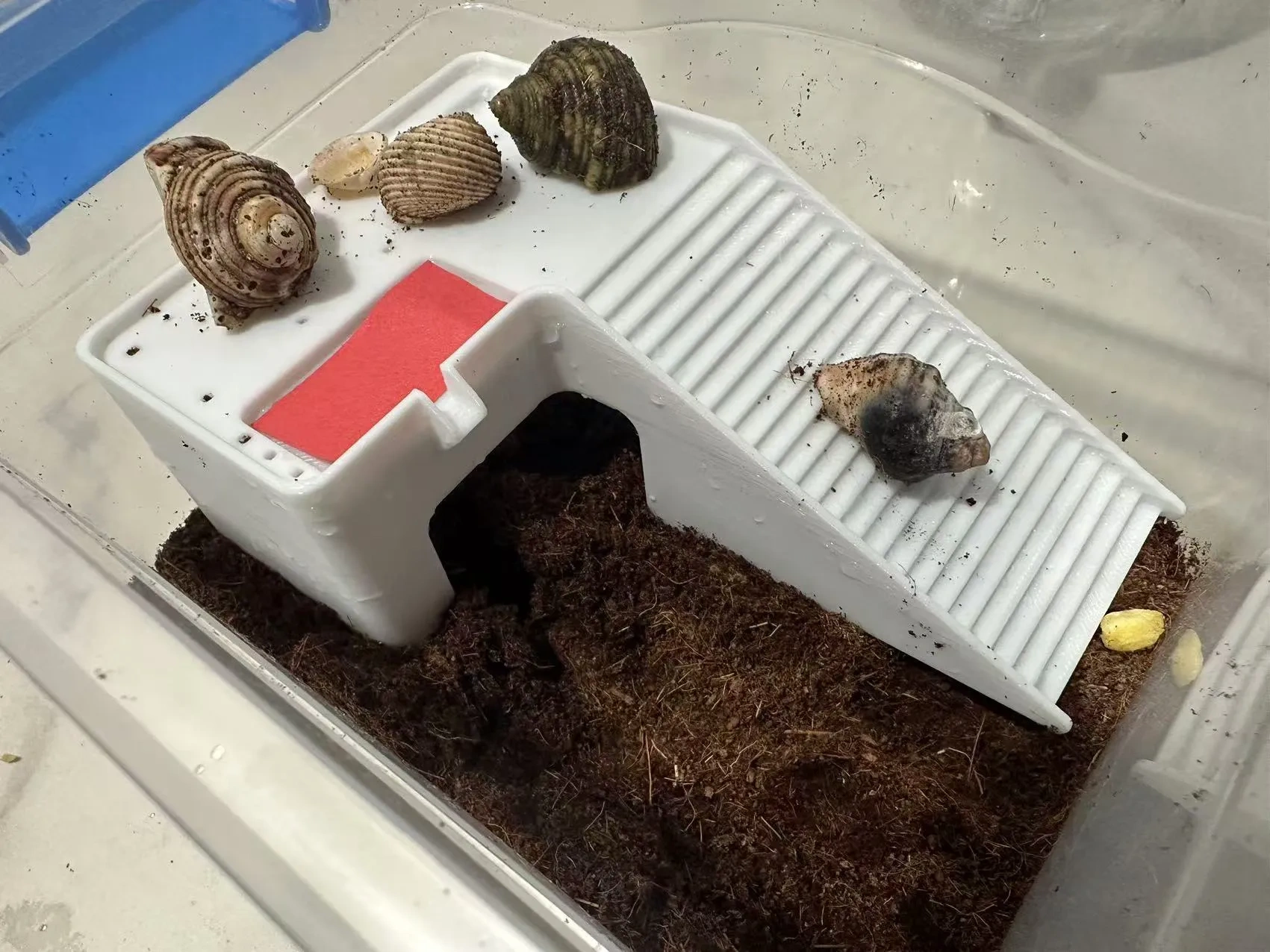 Turtle hermit crab hideaway and stairs by H.STUDIO MakerWorld: Download ...