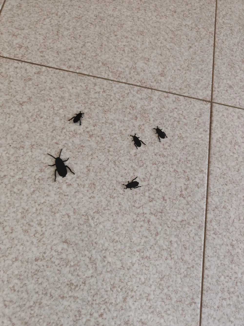 beatle , cockroach , prank by 🔥Bacongo3D🔥 MakerWorld: Download Free 3D ...