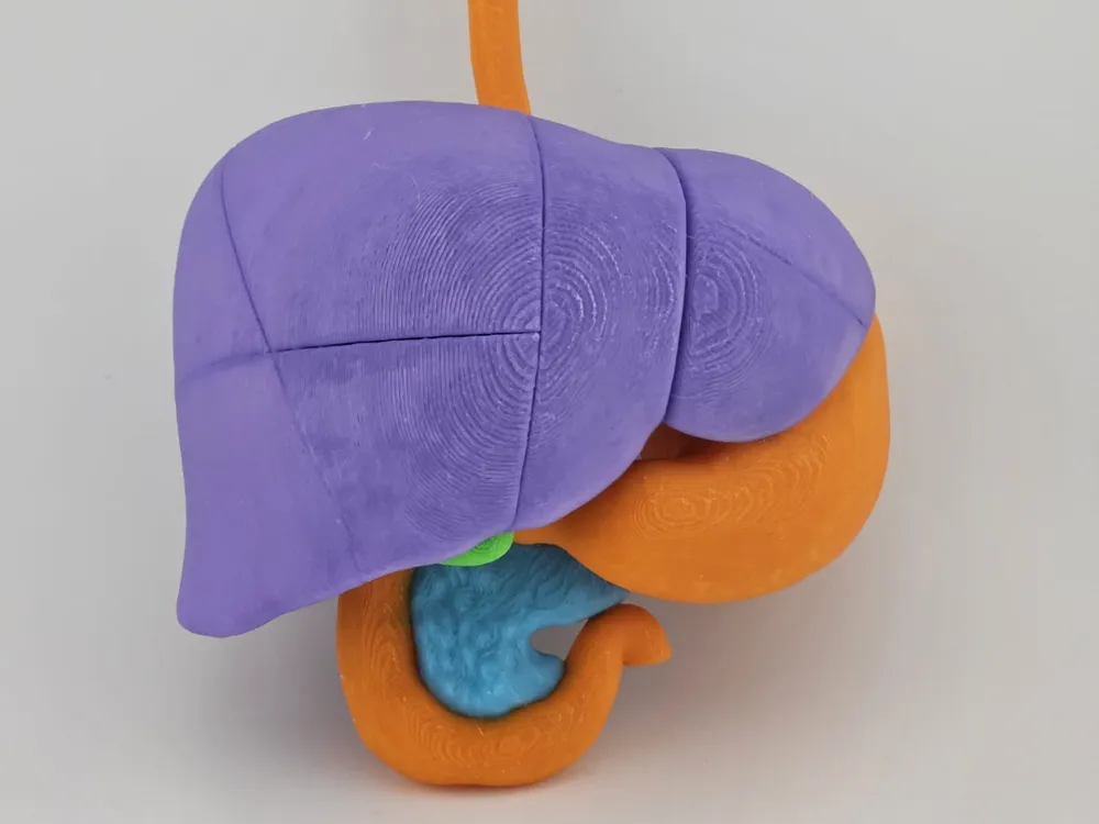 4-Color Anatomy: Upper Gastrointestinal Tract Remixed by Azrael ...
