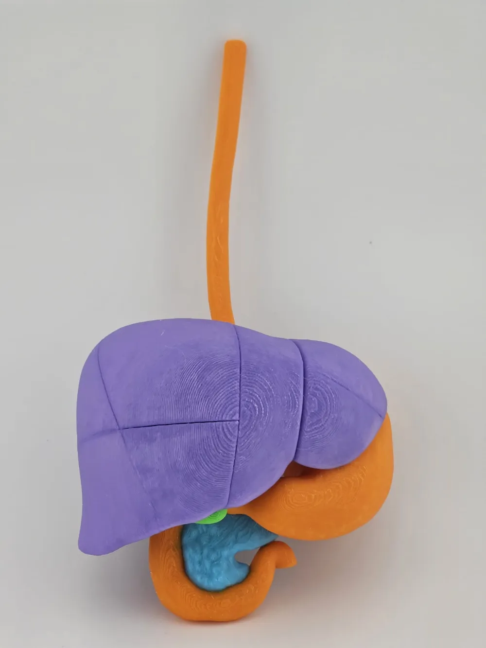 4-Color Anatomy: Upper Gastrointestinal Tract Remixed by Azrael ...