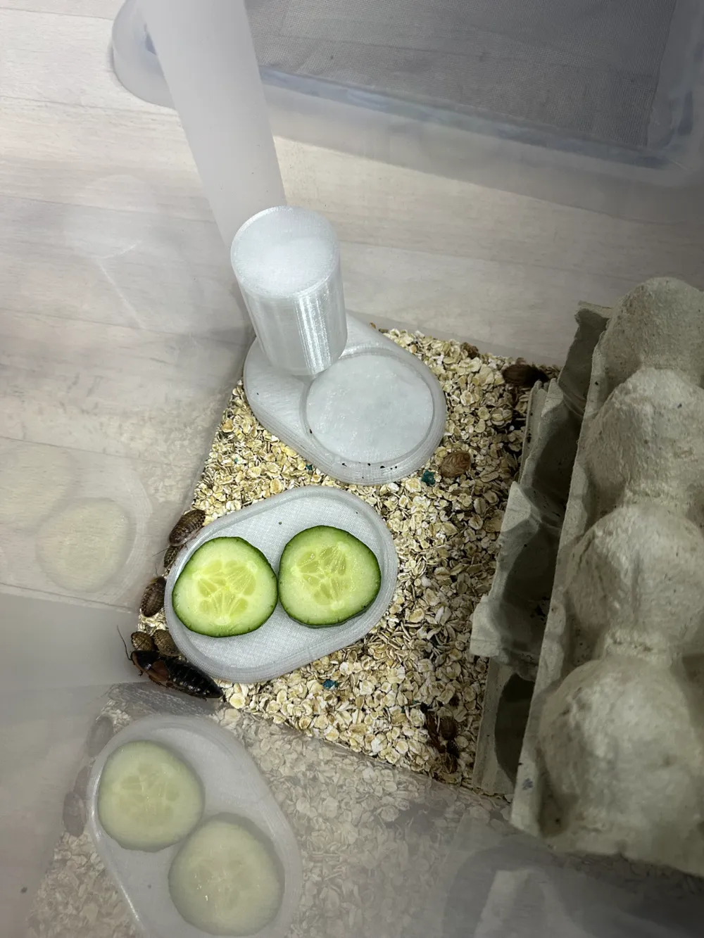 Insect water & feeding bowl by 3D_aniel MakerWorld: Download Free 3D Models