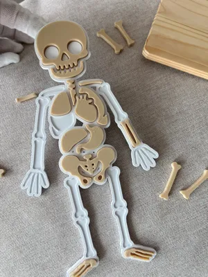 Human Body Jigsaw Puzzle for kids - Free 3D Print Model - MakerWorld