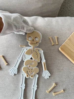 Human Body Jigsaw Puzzle for kids - Free 3D Print Model - MakerWorld