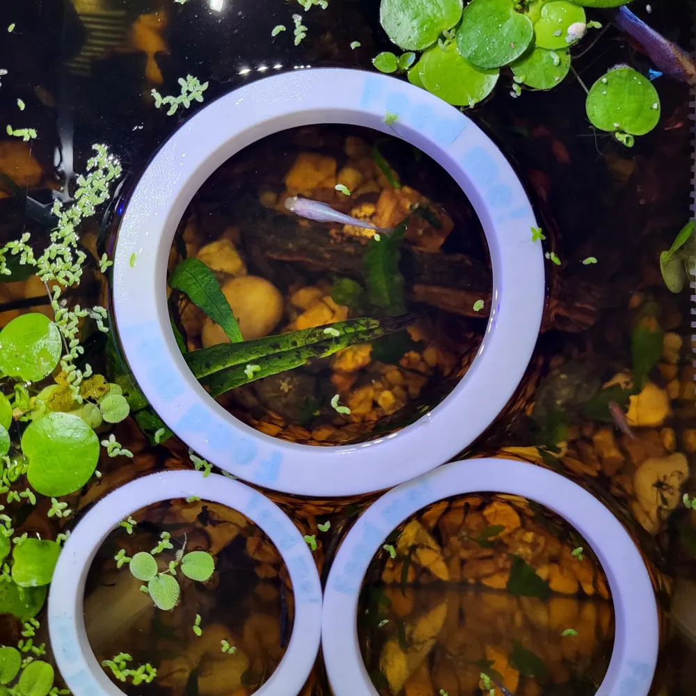 Floating Fish Feeder Rings - Scalable - 1hr Print! - Free 3D Print ...