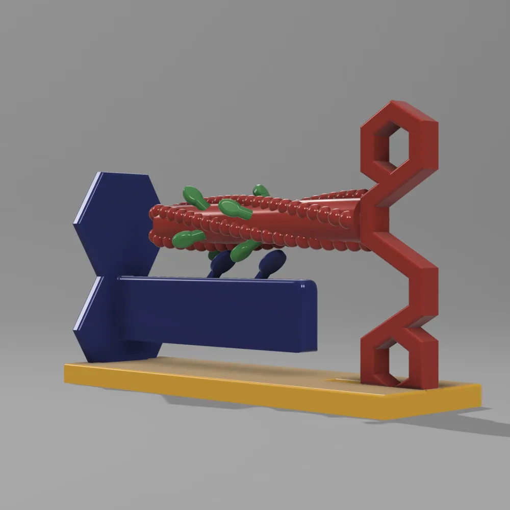 Sarcomere Model | Muscle Contraction Demonstration by Marvin - MakerWorld