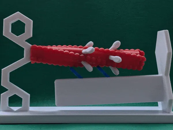 Sarcomere Model | Muscle Contraction Demonstration - Free 3D Print ...