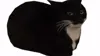 Maxwell the cat Remixed by Morpeko - MakerWorld