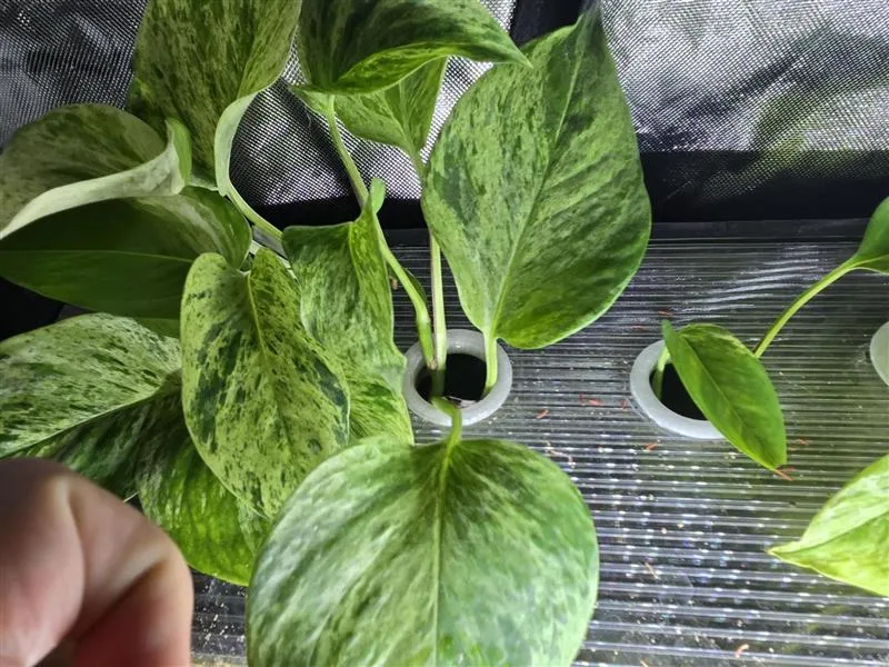 Fish Feeding/ Plant Portal by LKreations MakerWorld: Download Free 3D Models