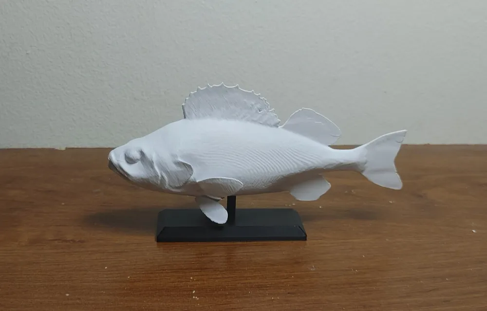 Perch Fish Mount by Fish Prints MakerWorld: Download Free 3D Models