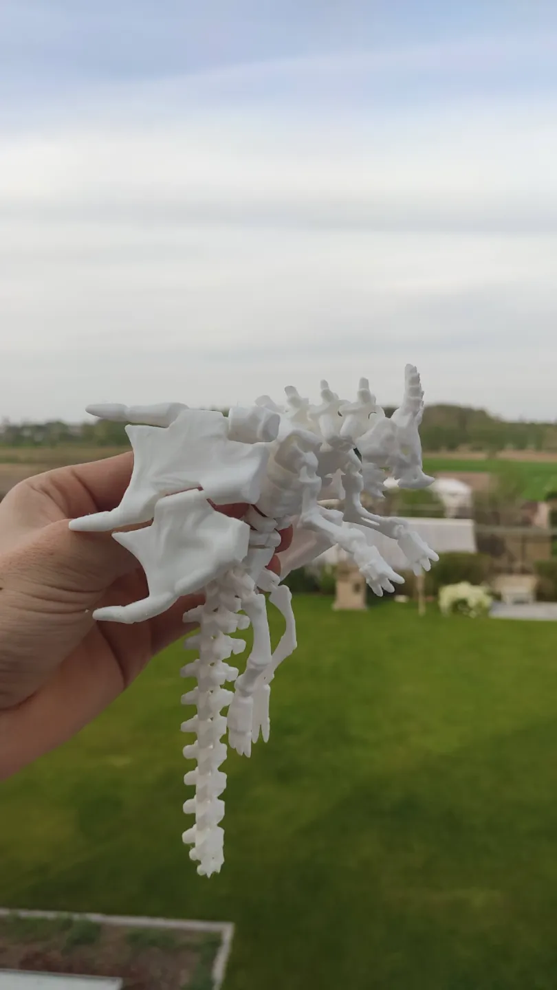 Articulated Skeleton Dragon With Wings V2 by Glacial - MakerWorld