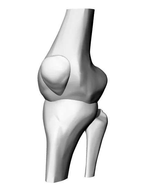 Bone Anatomy Of The Knee by Zorzet90 - MakerWorld