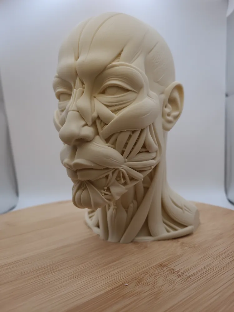 Anatomy muscles head - Free 3D Print Model - MakerWorld