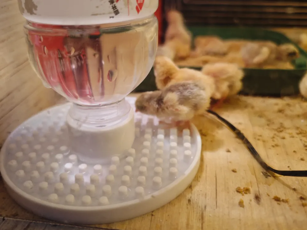 Automatic Chicken Waterer for Preventing Drowning by 波波妞国际版 MakerWorld ...