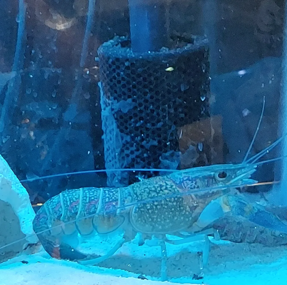 Protective cover for aquarium intake sponge filter by Obfuscated ...