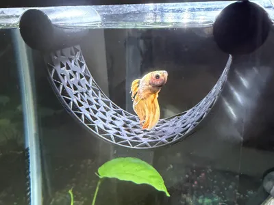 Betta Fish Hammock - Free 3D Print Model - MakerWorld