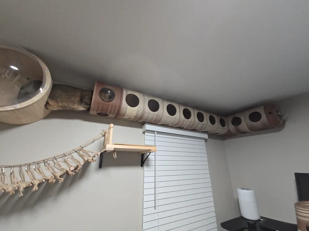 CAT DISTRIBUTION SYSTEM - Free 3D Print Model - MakerWorld