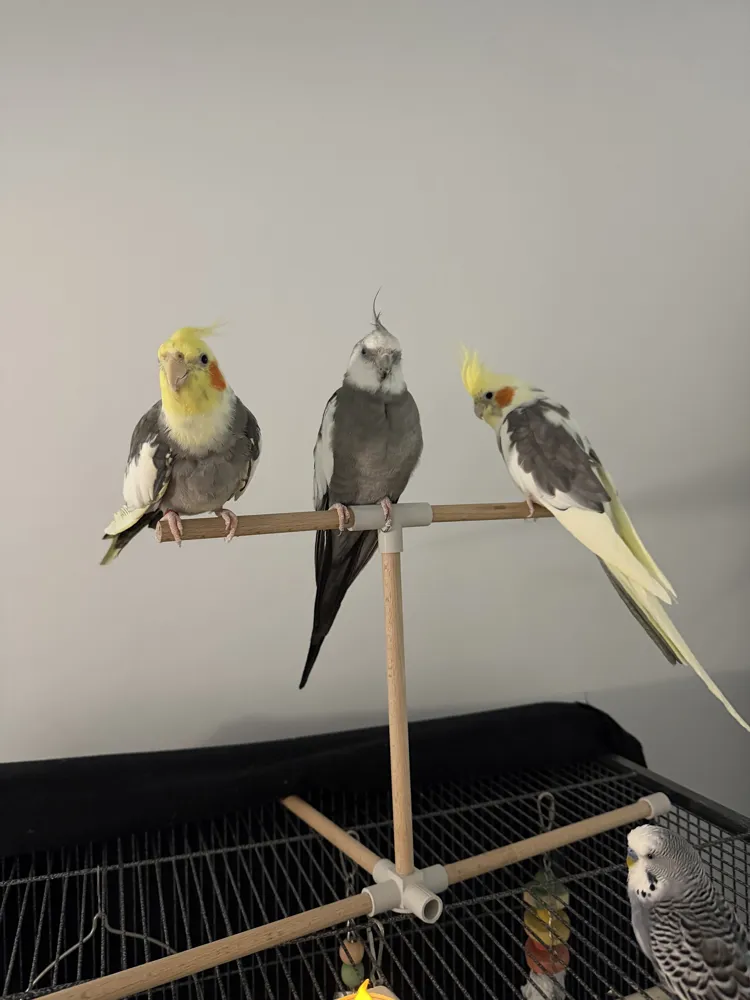 Modular Bird Perch by MIMOmakers MakerWorld: Download Free 3D Models