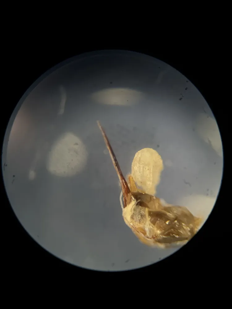 Adaptador de microscópio para iPhone - Modelo gratuito para impressão ...