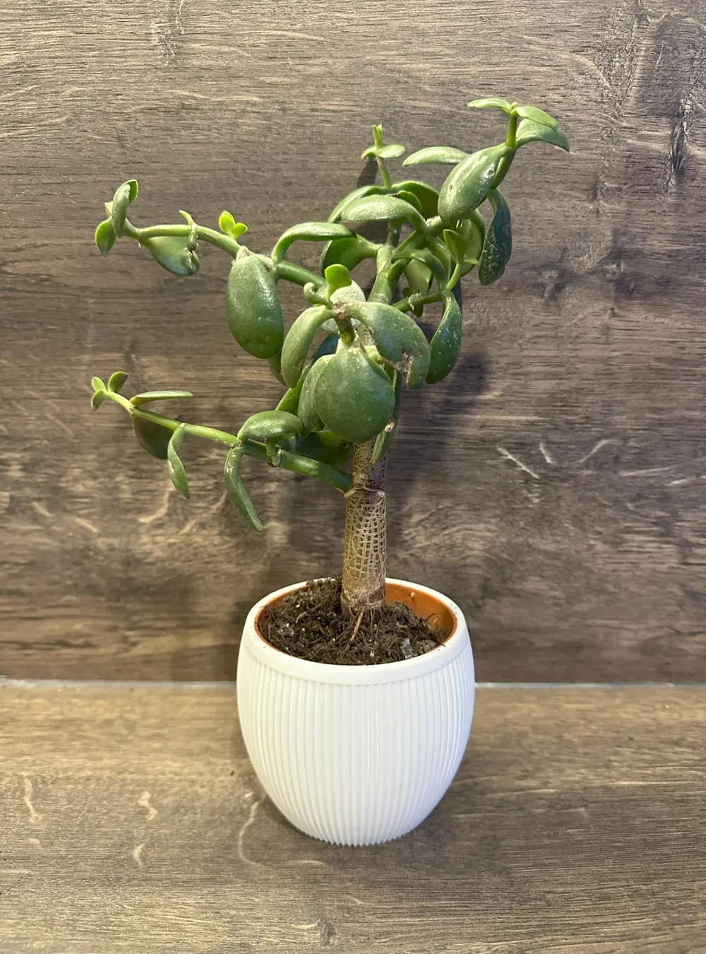 Plant Pot "Grooves" by TobyStoe - MakerWorld