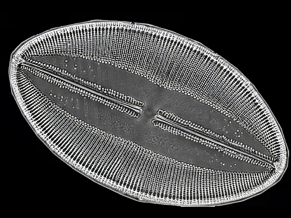 Diatom microphotography project - Free 3D Print Model - MakerWorld