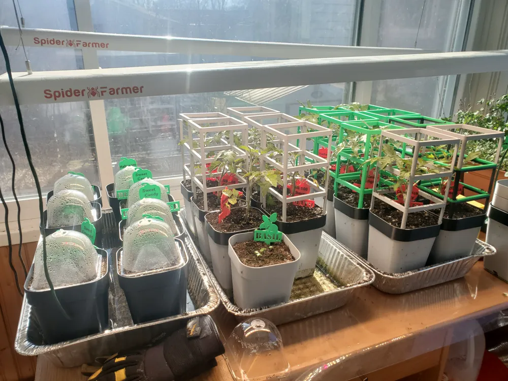 Tomato Plant Seedling Stackable Support Cage Remixed by SRM MakerWorld: Download Free 3D Models