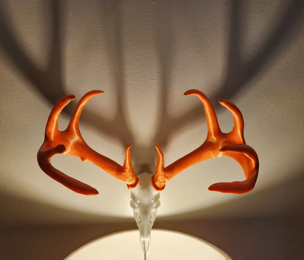 1914 Jordan Buck - Skull Mount - Free 3D Print Model - MakerWorld